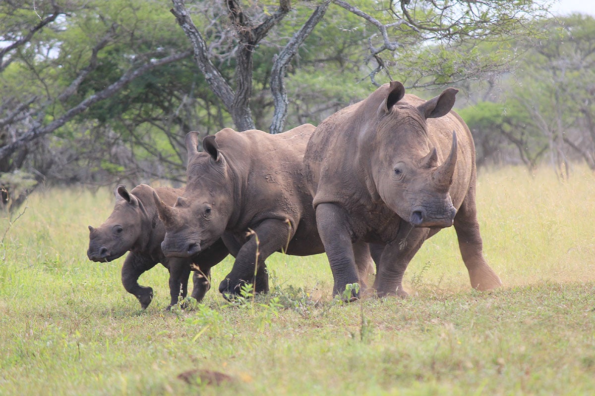 Rhino River Lodge is a relaxed family-style safari lodge