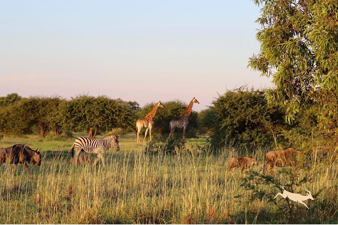 Golden Impalas Bush Resort | Big Cat Safaris